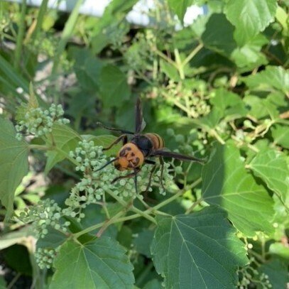 スズメバチが凶暴化する秋～くれぐれもご用心！｜KINCHO 大日本除虫菊株式会社