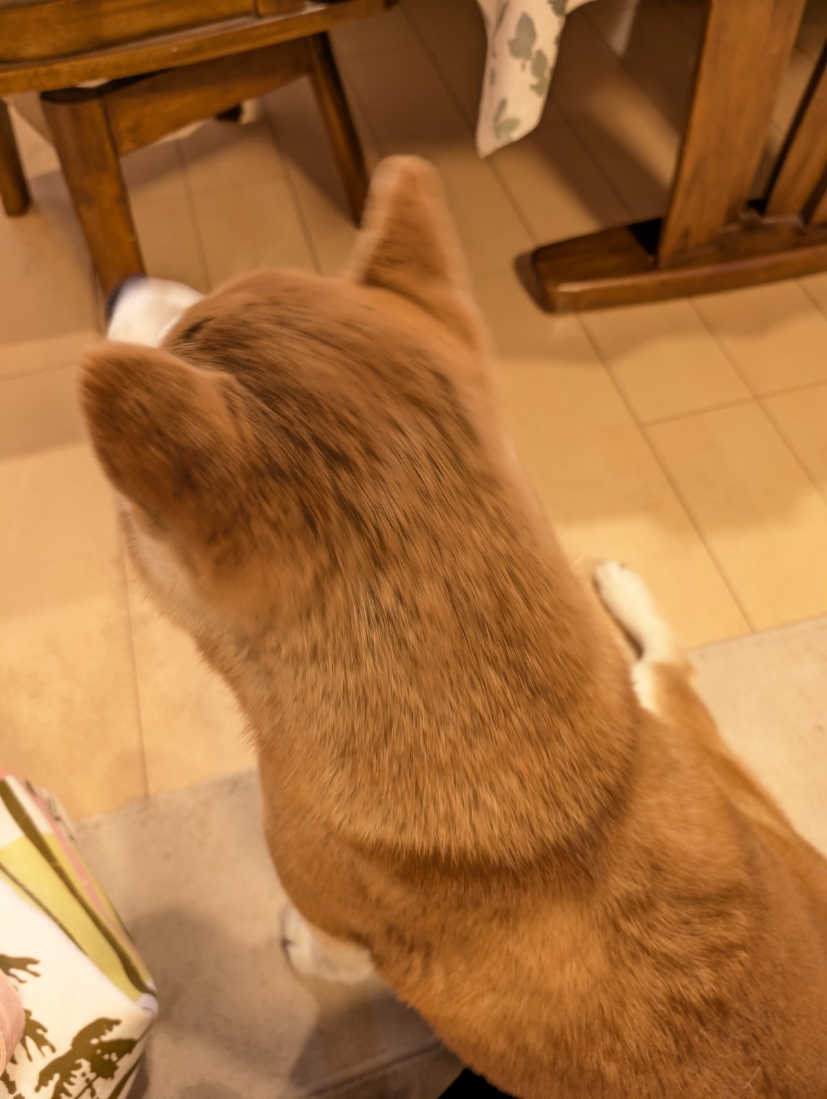 柴スマイル！｜Akihiko Oosugi