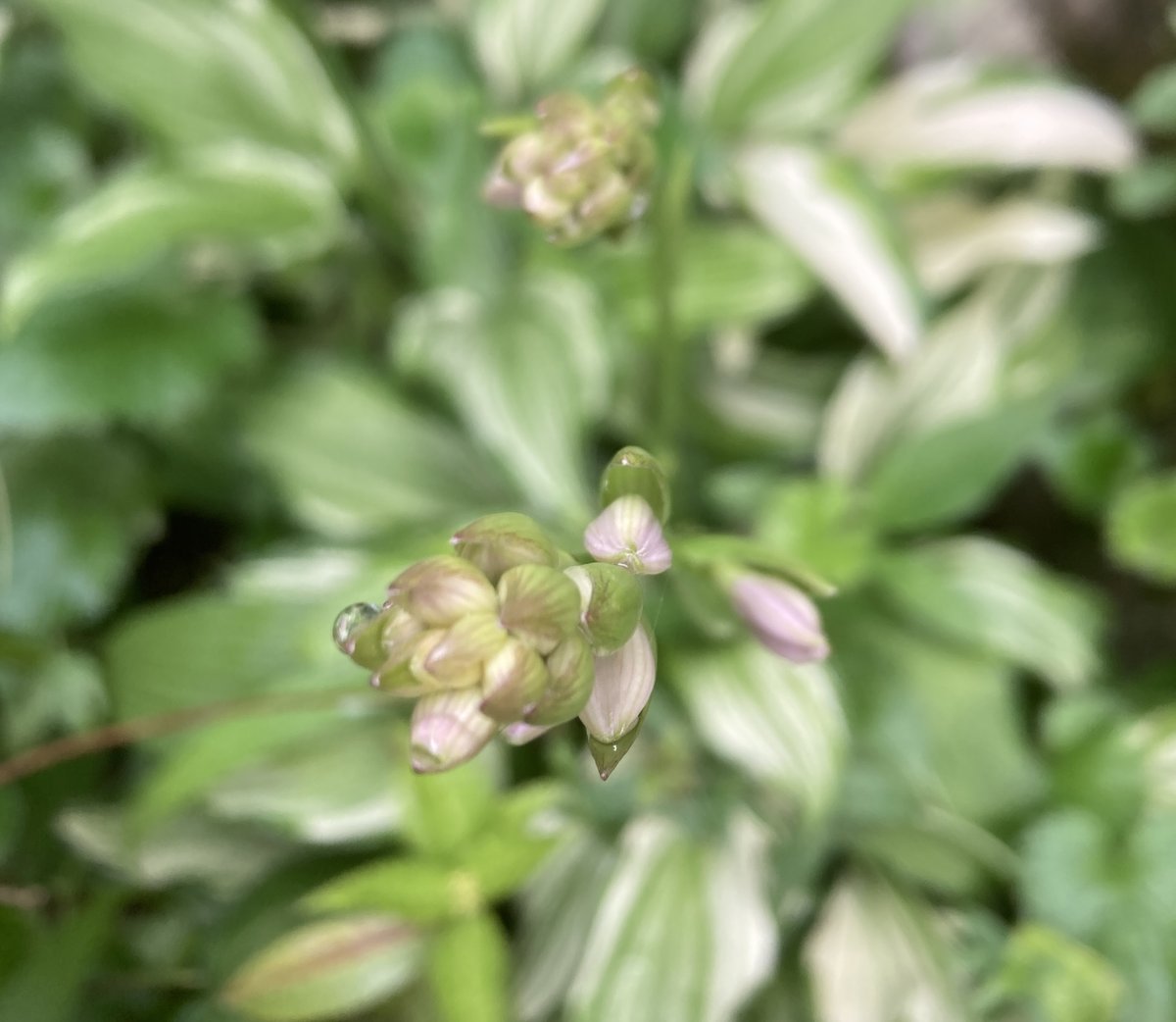 ギボウシ 写真3行日記｜のりこの シックスリッチ