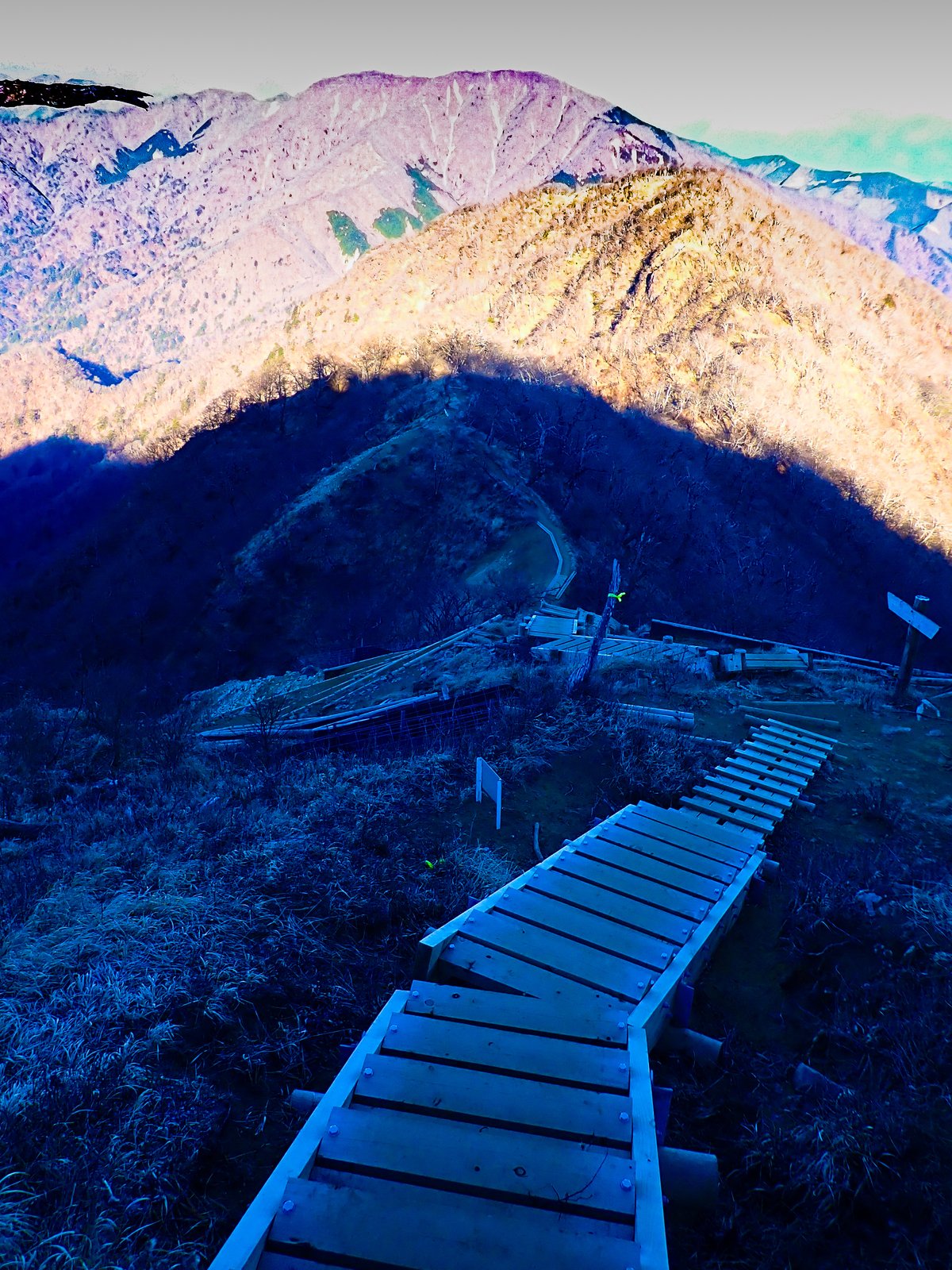 The Hazards We Now Face: Trees｜悠星 Yusei