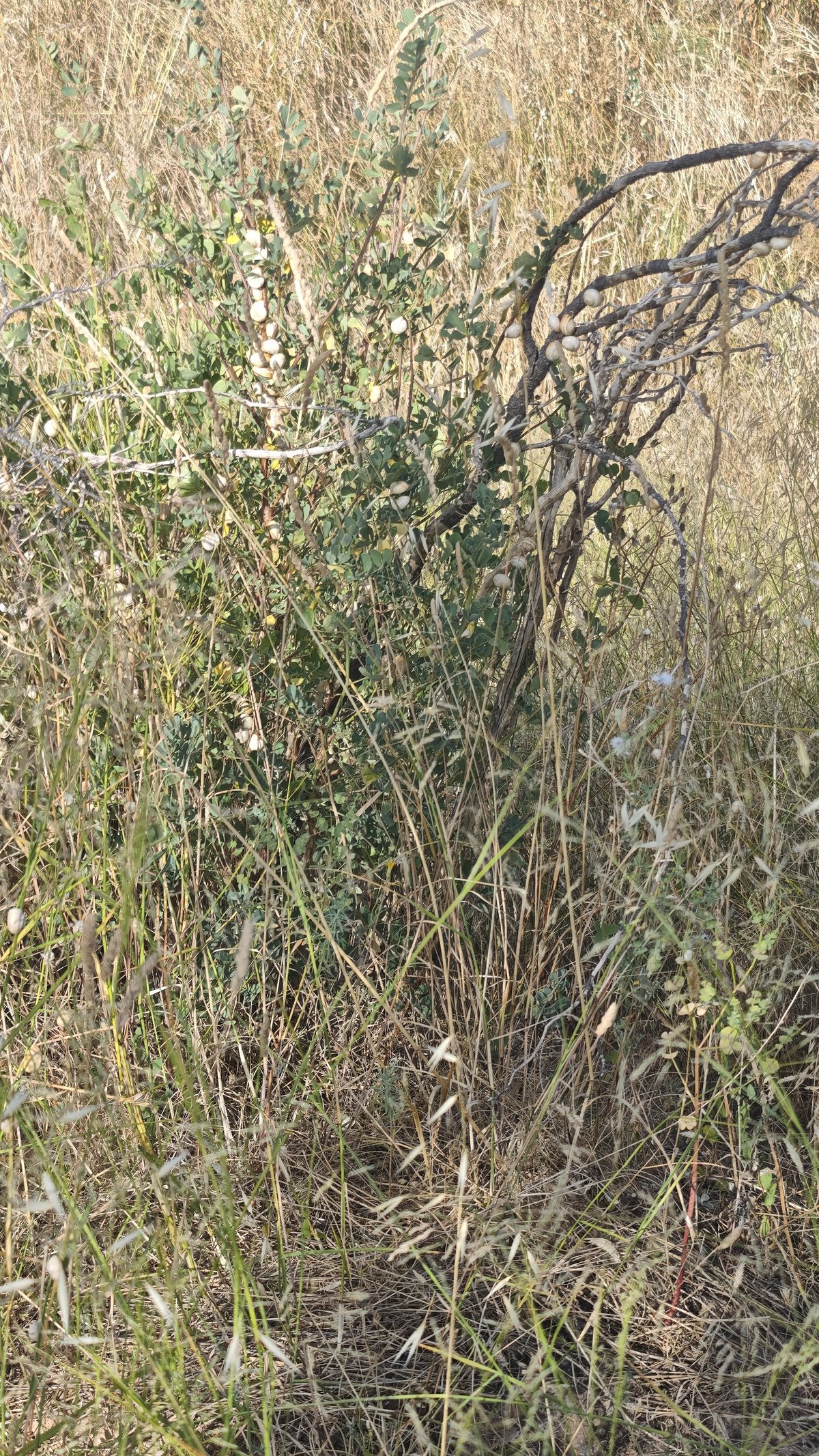 Hombre Gallegoとの生活日記｜Nº35｜散歩していると気になるいろいろ｜Generosa