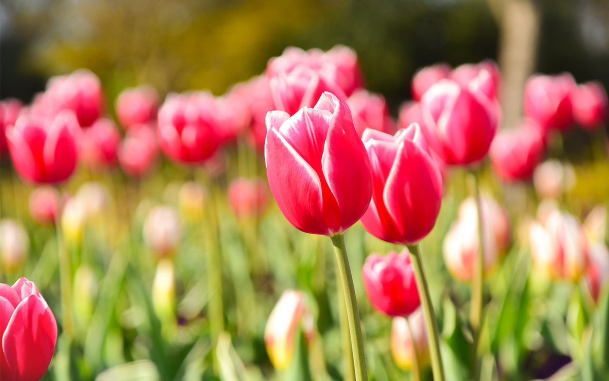 花咲く季節に、想いを贈る。12か月の誕生花と花言葉の物語｜さくらほりきり 公式note