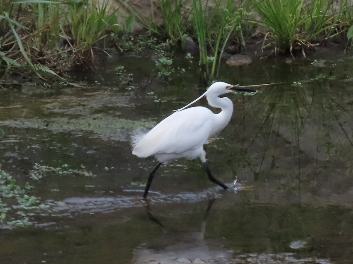 庭に飛来した野鳥たち 2025年6月｜ExportControl