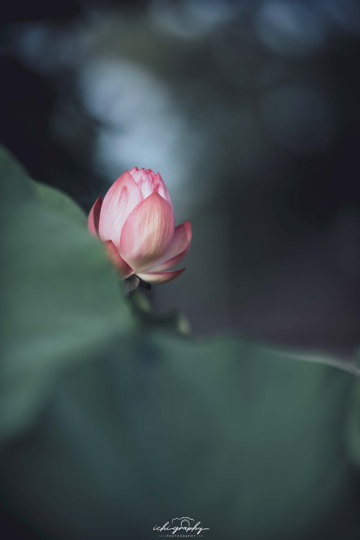 【撮影記】早朝のハスと、刺された手の話｜ichi_graphy