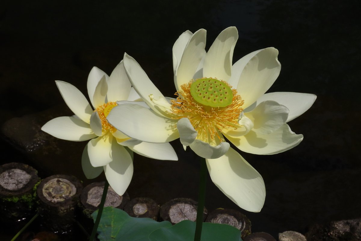 オアシスパークの水遊び2025｜HRSD-note