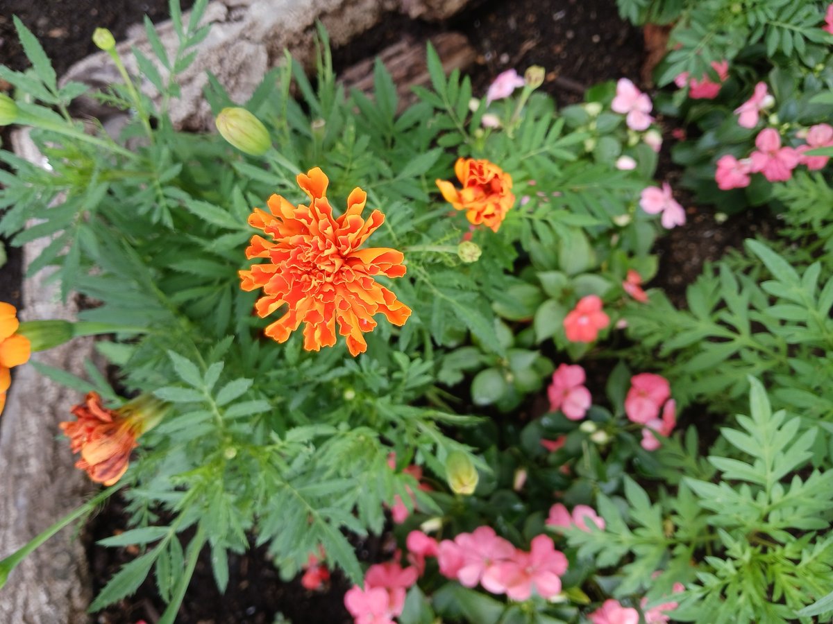 「100000÷365÷2÷50×5÷7」（10万台のUbuntuにOllamaとGemma 3 1Bをセットアップする。半年間、週休2日の5日作業）｜Trgr / カラストラガラ | 哲学を ...