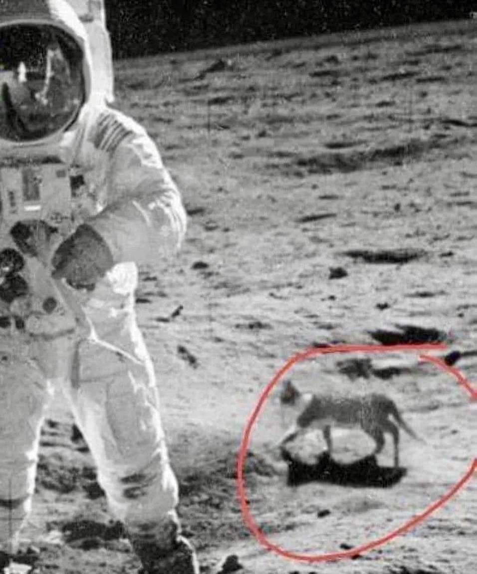 🐾×9みんなで大喜利🐈🐾｜rira