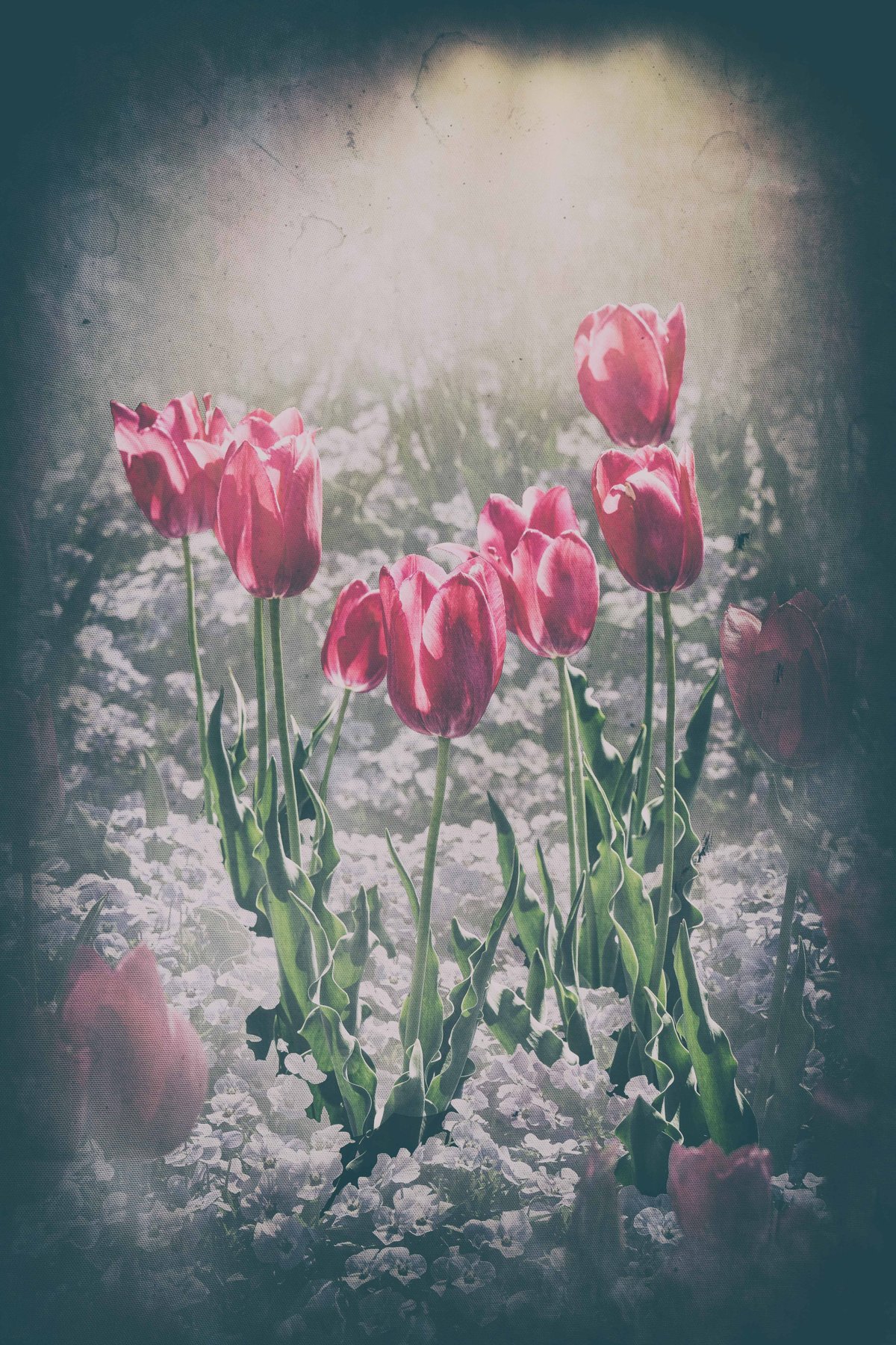 チューリップ｜YUTA録