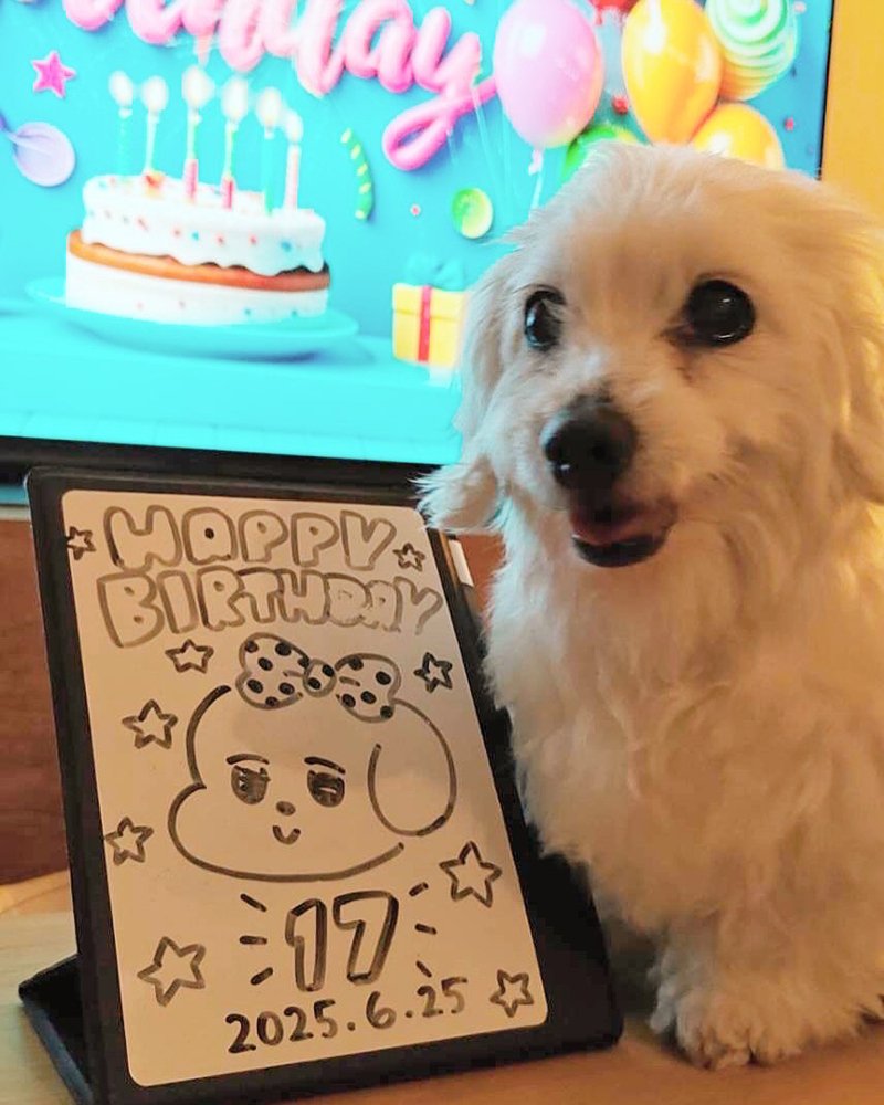 「いぬとのこと」#43 17歳になったこと [コミックエッセイ] ｜YAYO/NU