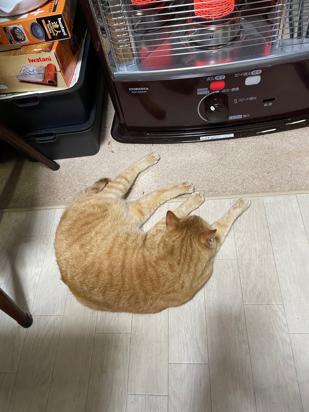 ねこじまん④かわいいふーちゃん｜まぐろ