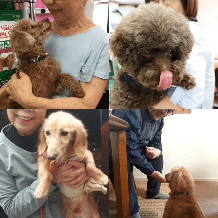 シニアドッグサポーター制度①「NPO法人DOG DUCAの取り組みと、高齢の保護犬が置かれている現状」｜TEPESO MAGAZINE