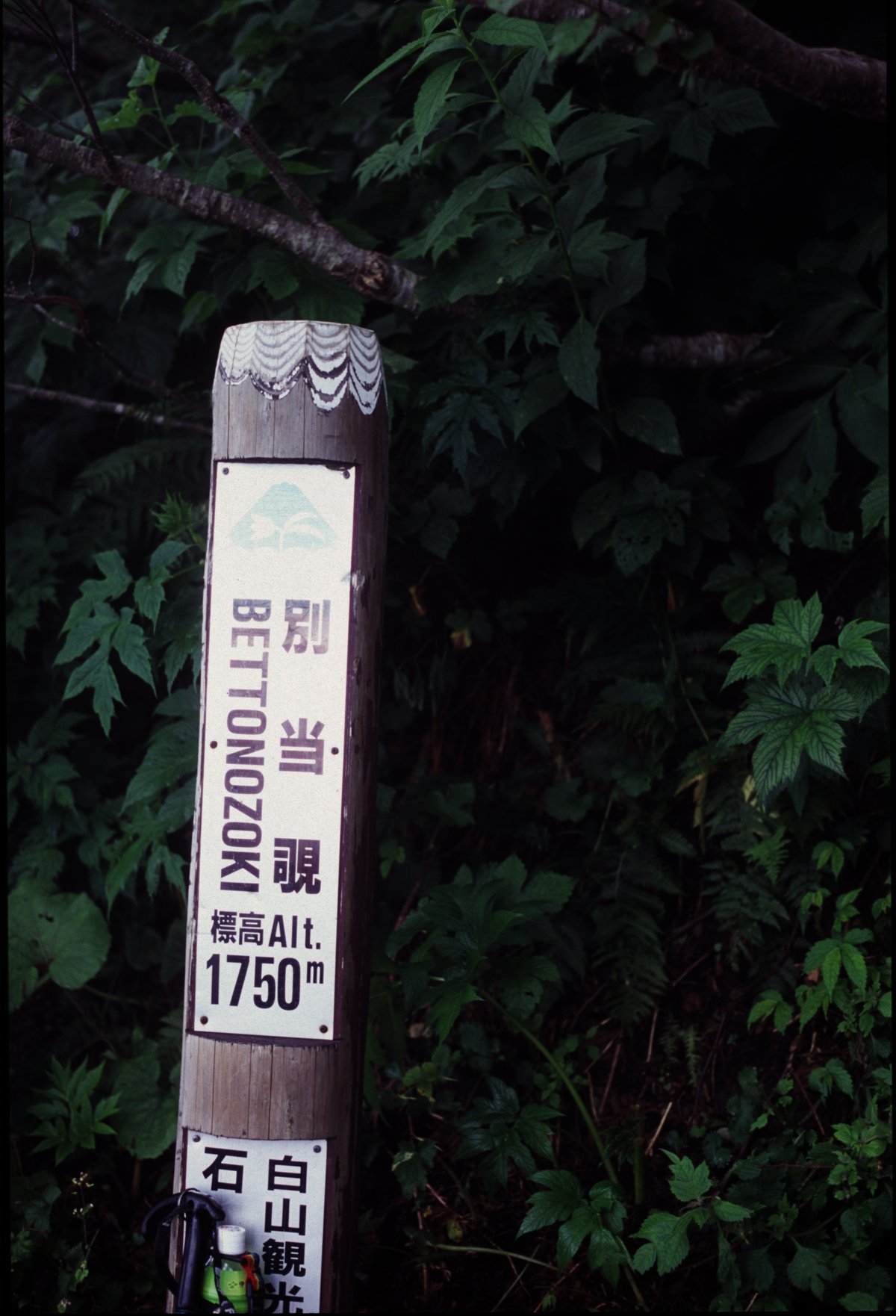 フィルム写真の発掘(2)｜1/Zf