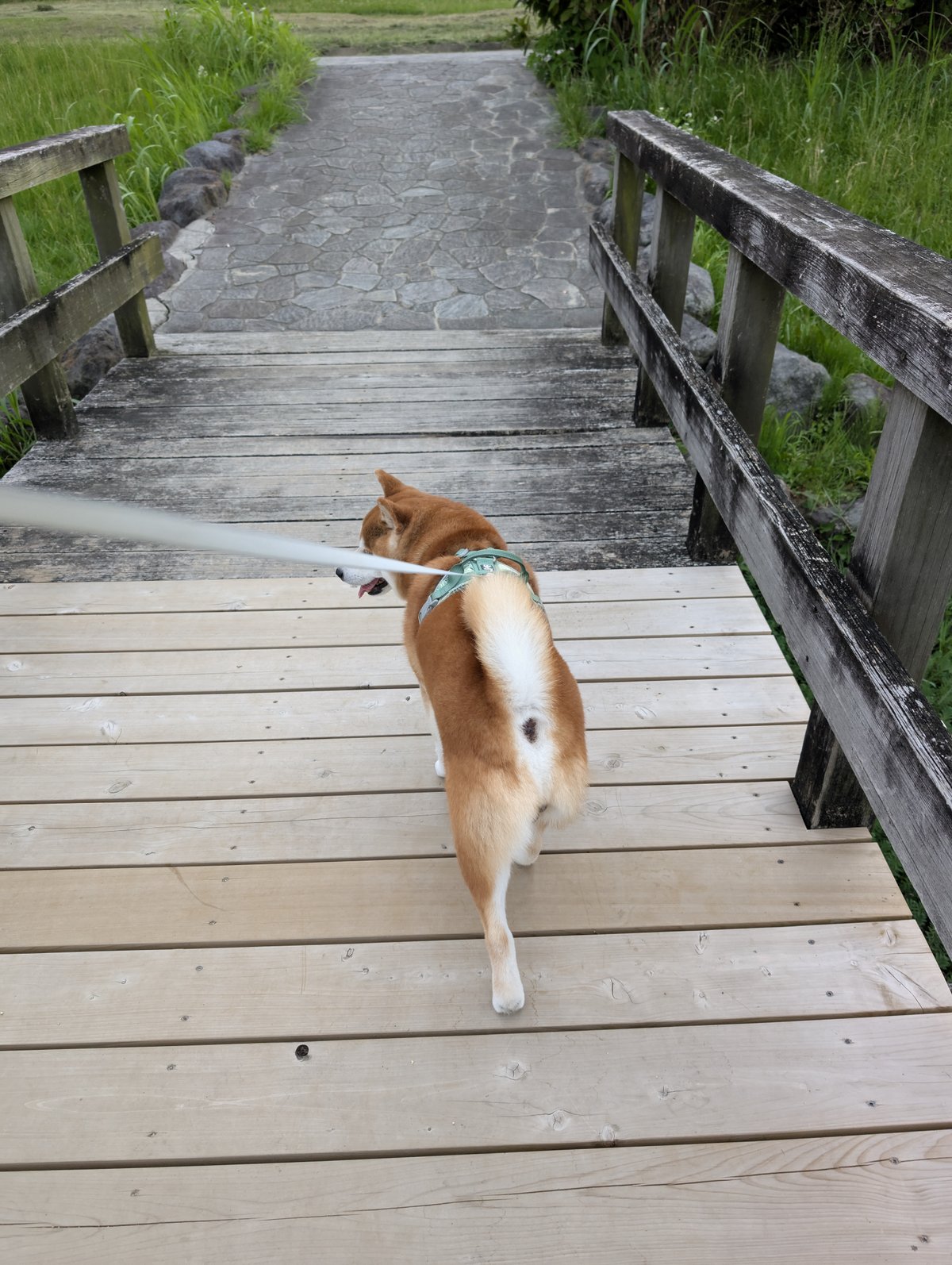 楽し過ぎてたまらん！｜Akihiko Oosugi