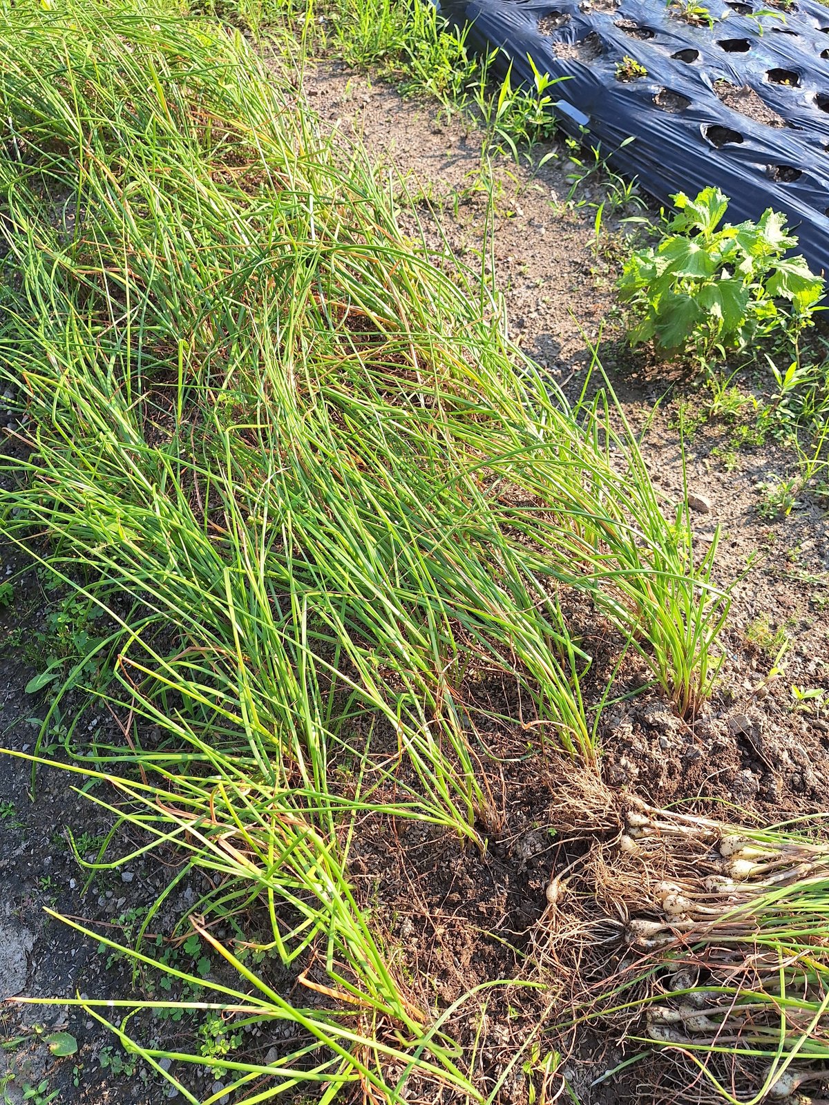 家庭菜園の「らっきょう」づくりで思ったことw｜kyoko_baba