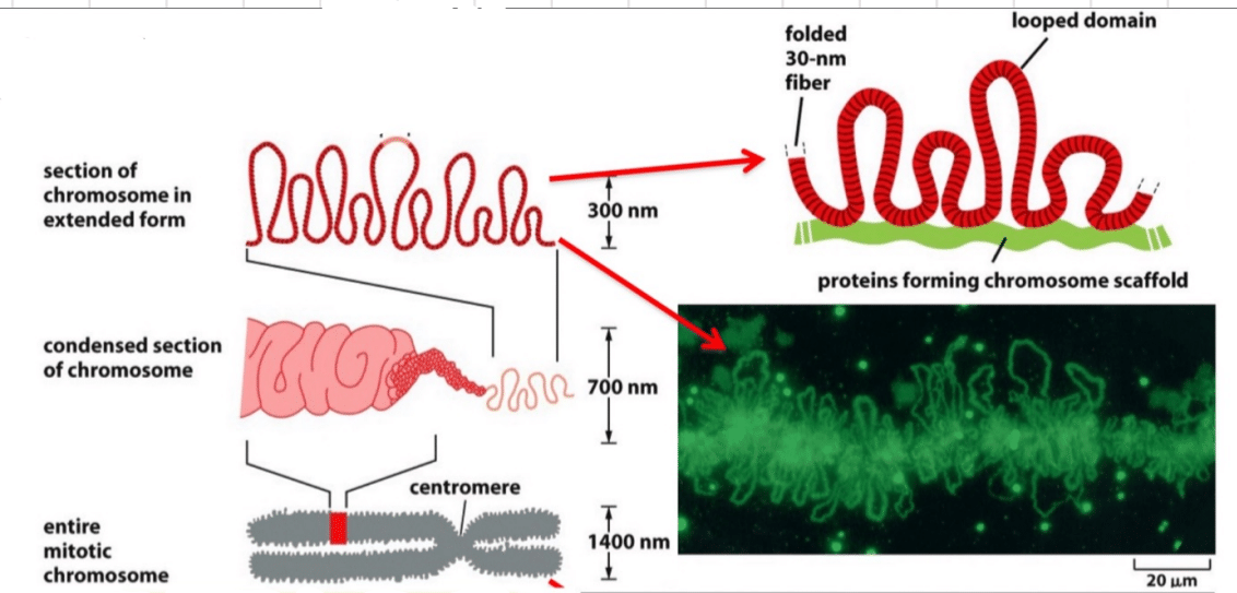 細胞核の構造と機能 (Nuclear Structure and Function) - BIOL 200 (2) ｜れんれん
