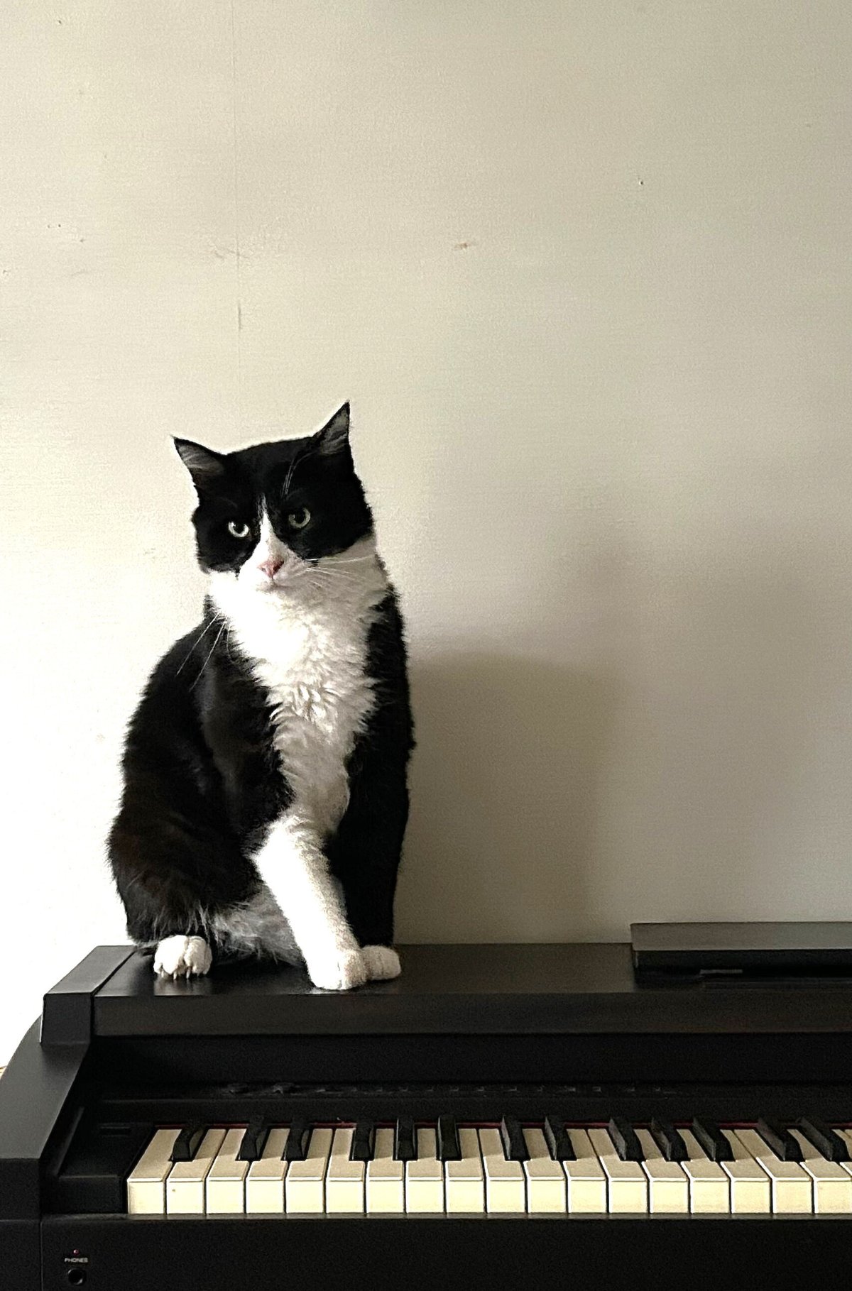 「猫百態」ポートレート｜Rabi Sato