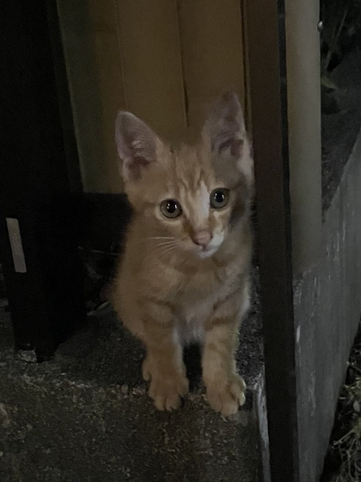 猫日記続く。｜DJ KENJEE