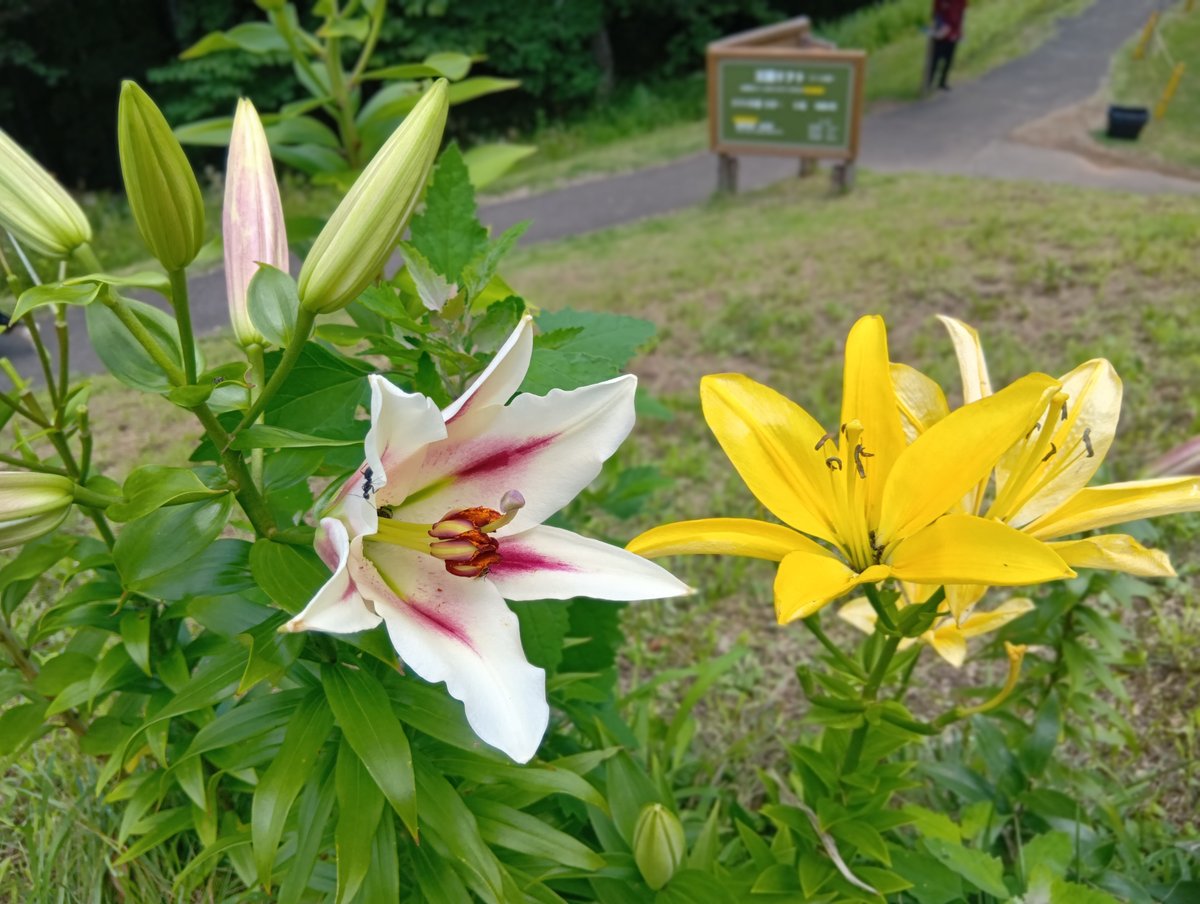 ピアノの先生への悩み④ piano restart ｜workma