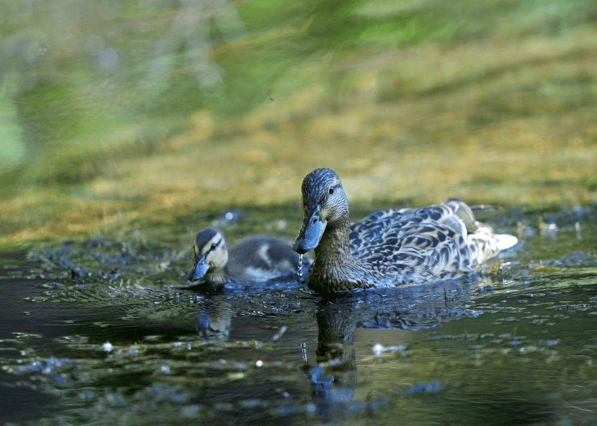 7月12日～13日 上高地～奥飛騨平湯 2025-8｜Chacoder