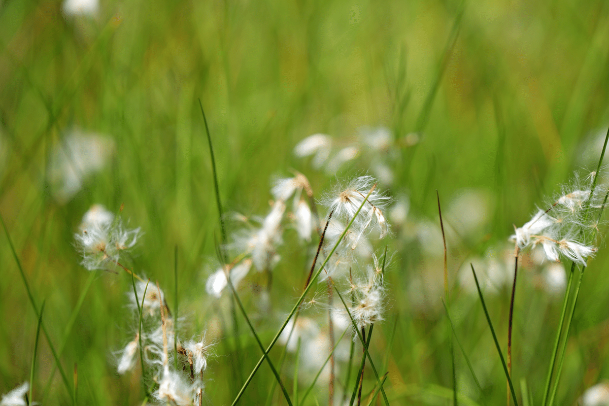 7月12日～13日 上高地～奥飛騨平湯 2025-8｜Chacoder