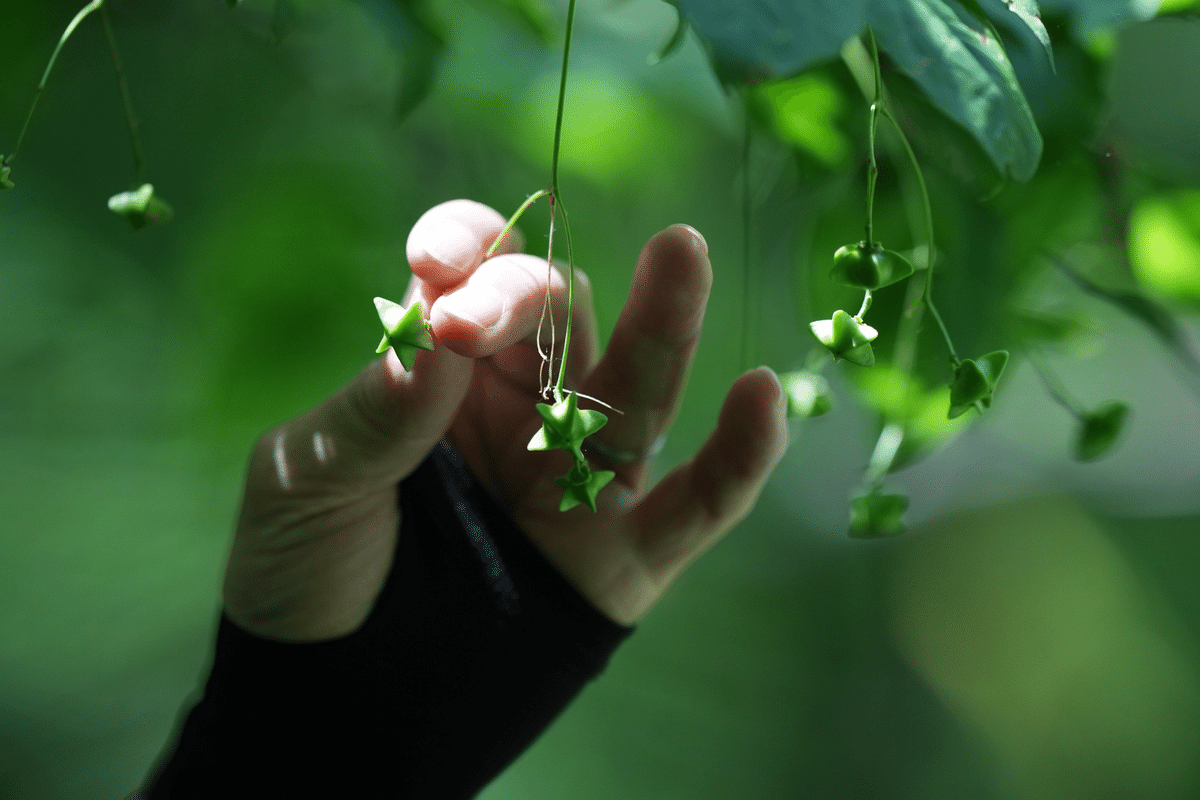 7月12日～13日 上高地～奥飛騨平湯 2025-8｜Chacoder