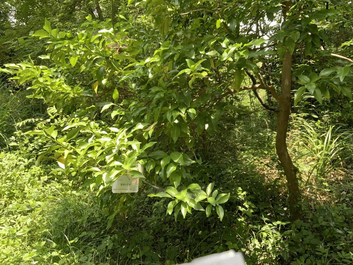 Plants of the Tale of Genji in the Ecological Garden of the Kyoto ...