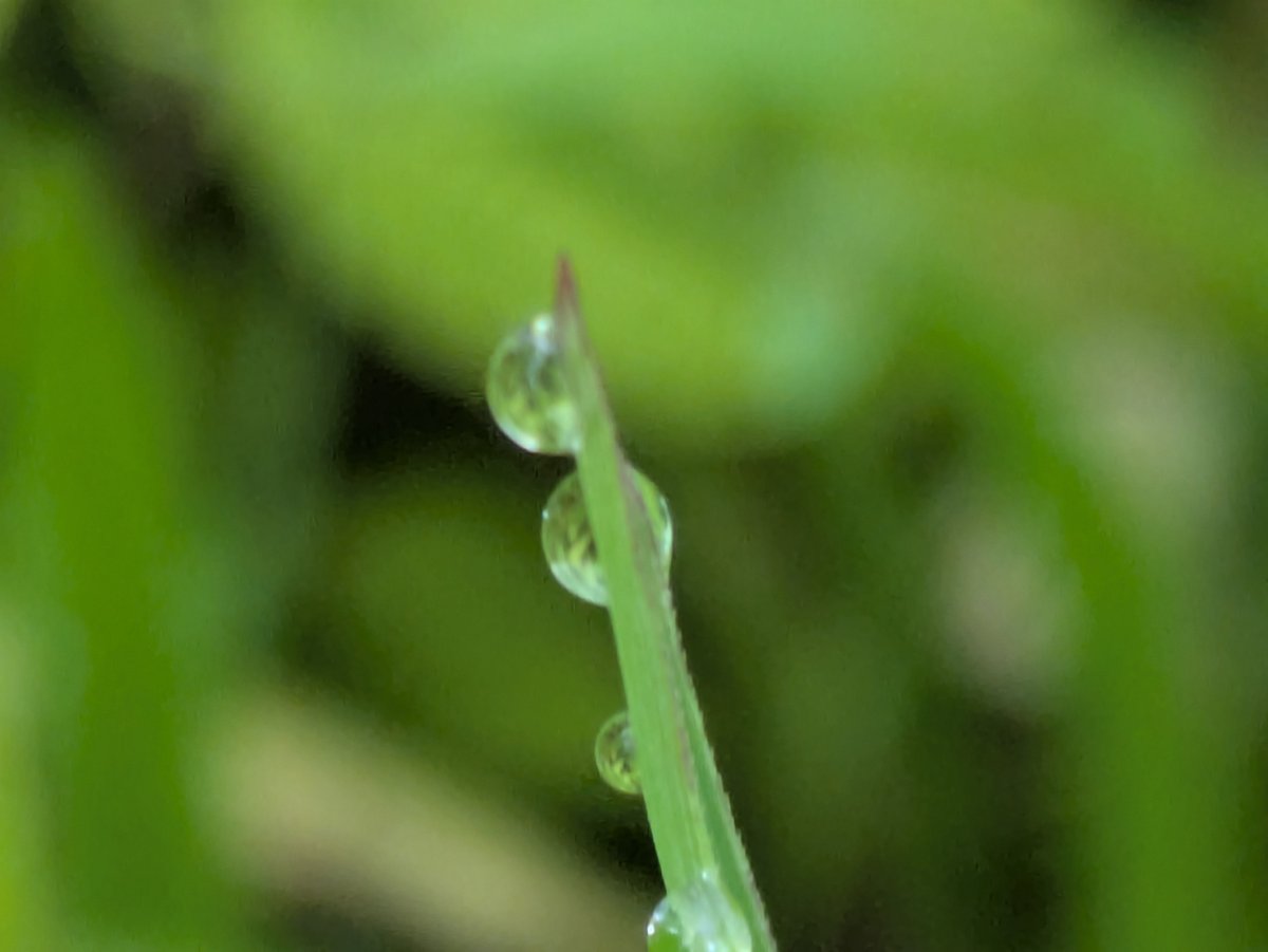 今朝の水滴⑤｜ichiro70