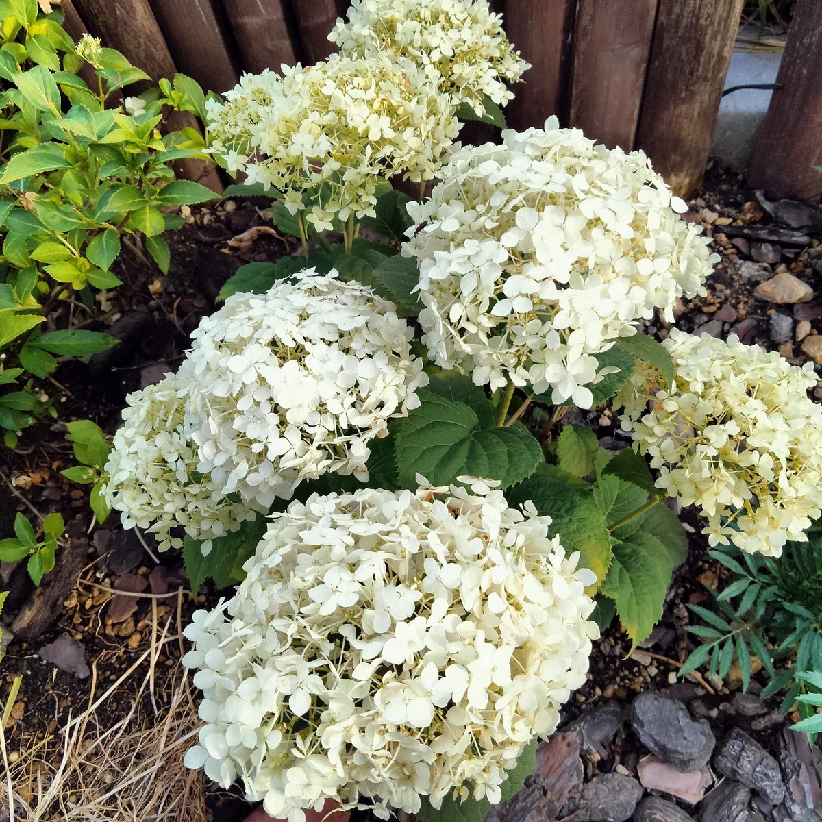 紫陽花の研究｜青野いるか