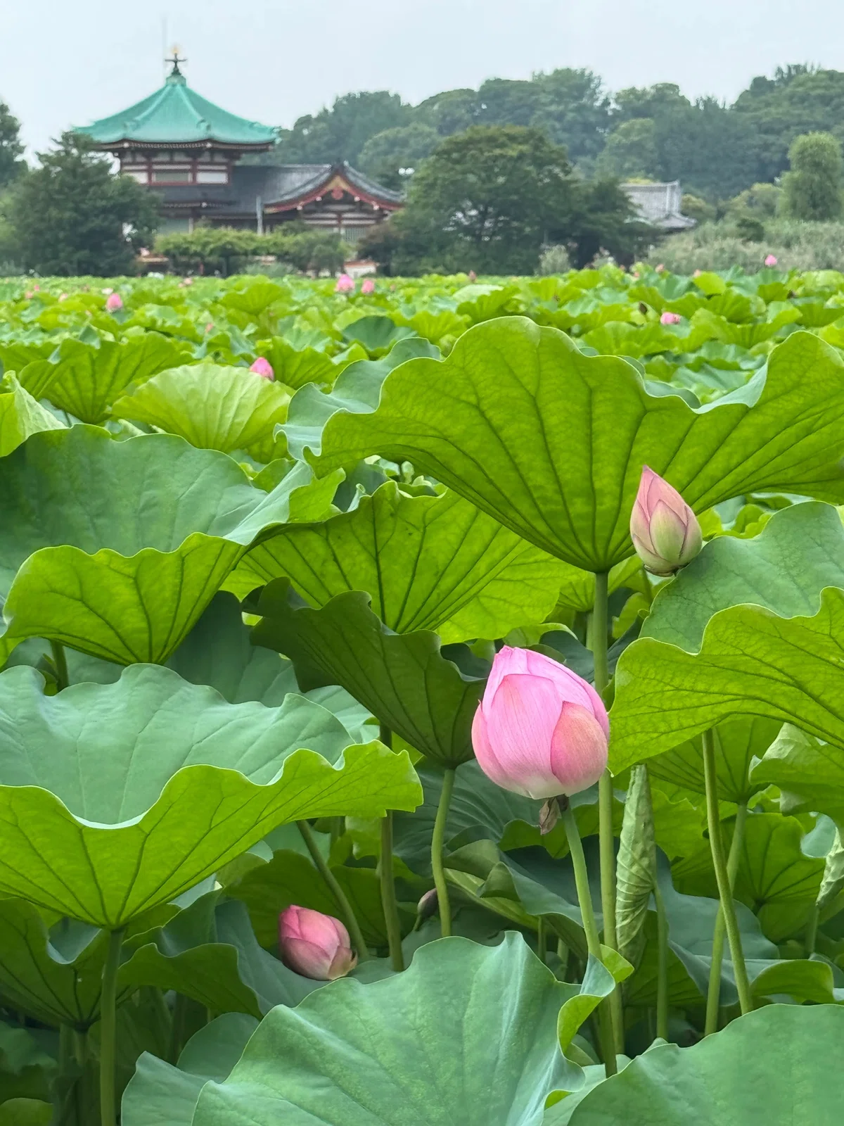 Tokyo Exploration Log 51: Ueno Shinobazu Pond - A Pond Covered in Lotus｜露塵散