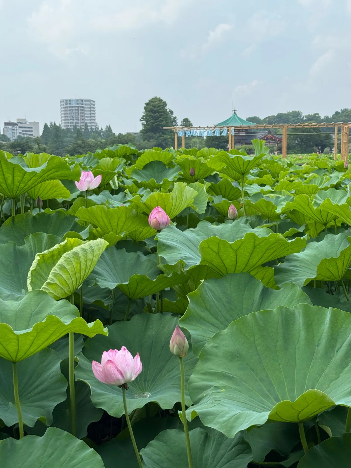 Tokyo Exploration Log 51: Ueno Shinobazu Pond - A Pond Covered in Lotus｜露塵散