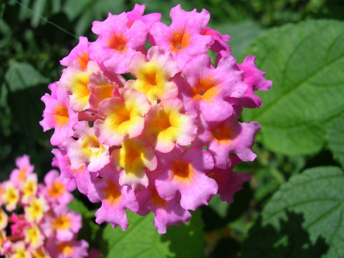 トップオブトップ｜MITSUDA Tetsuo