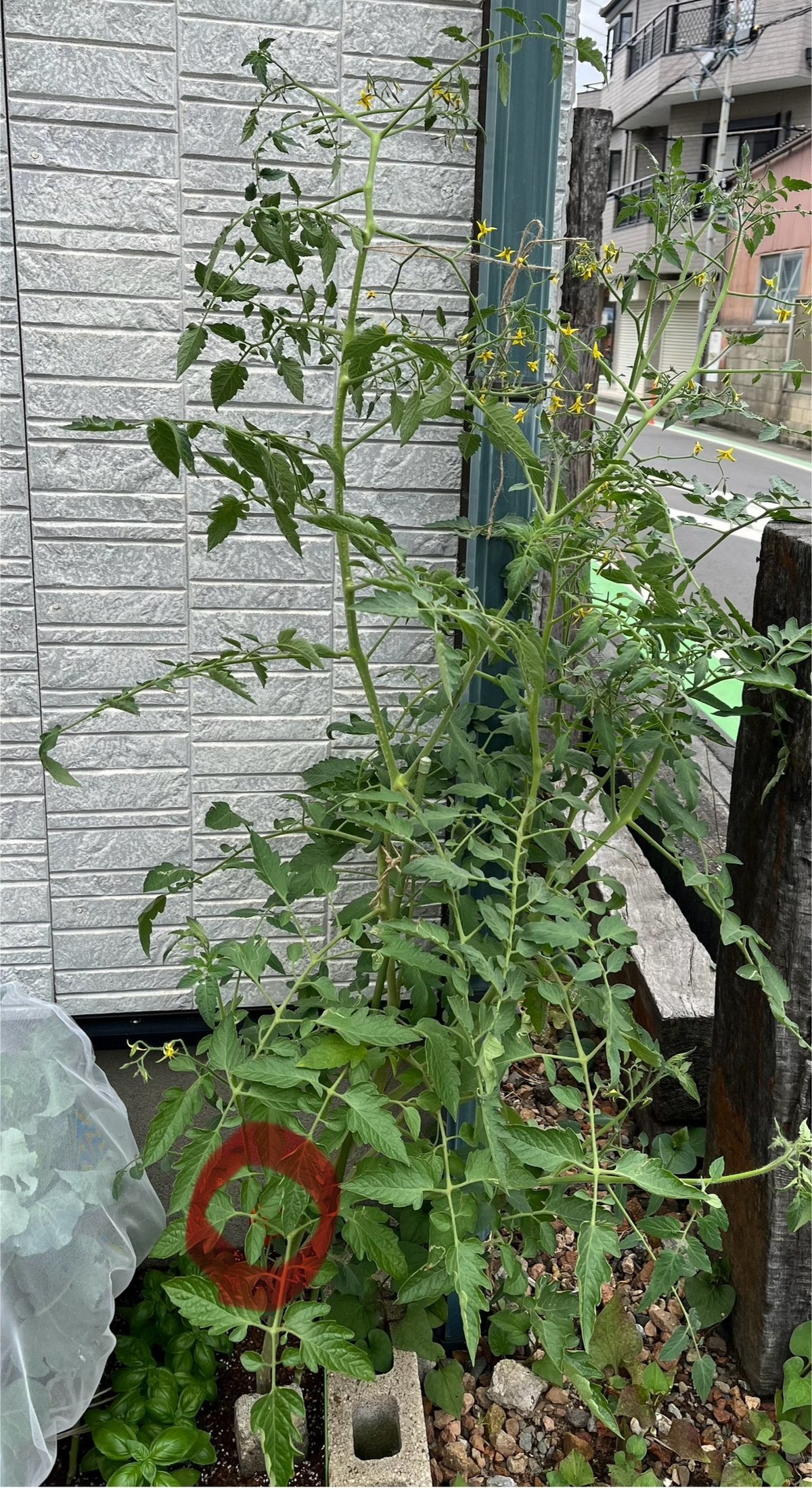 アイコ初収穫🍅｜kitoca