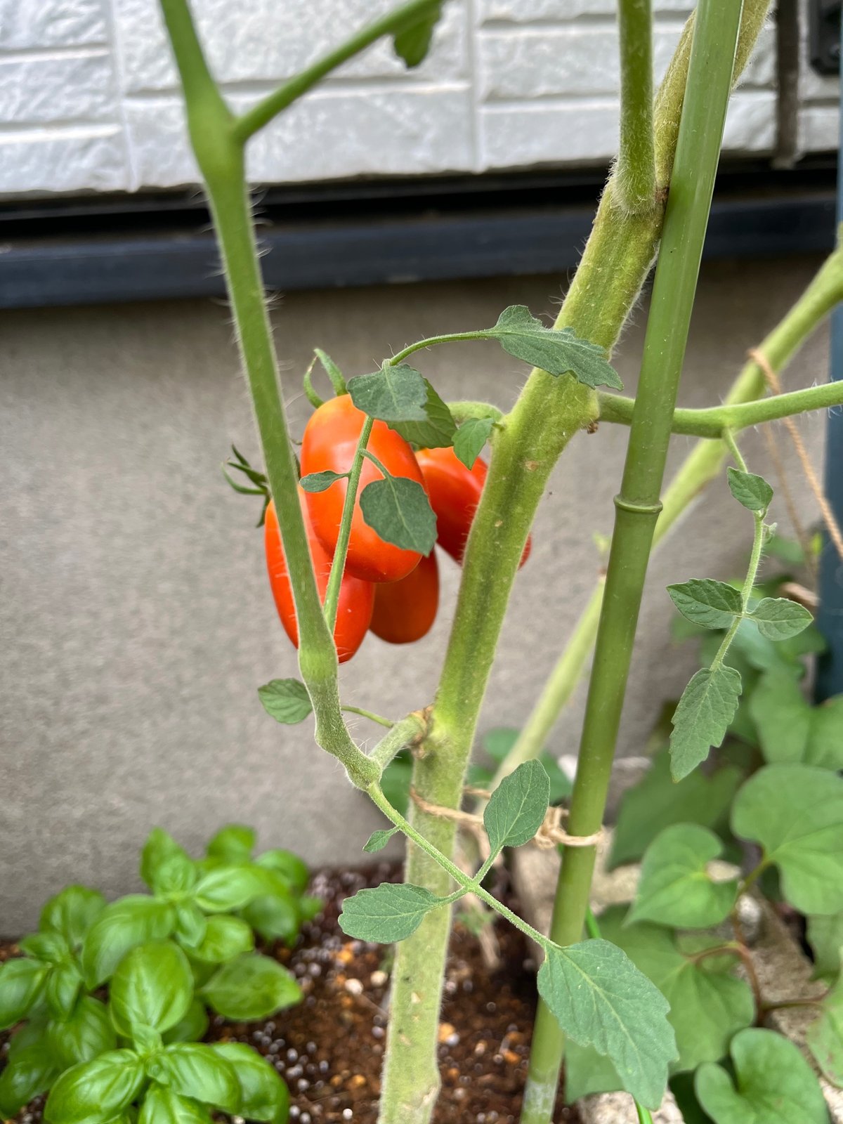 アイコ初収穫🍅｜kitoca