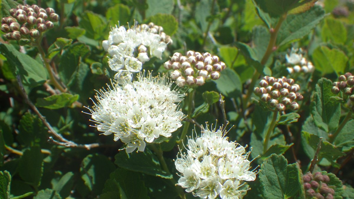 大雪山系・赤岳-小泉岳（250710）2/3｜トムラウシ！