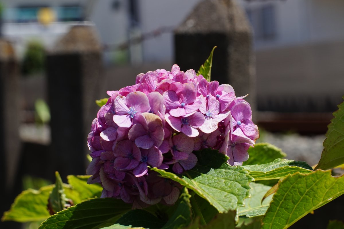 α5000で撮ってみる｜isobe