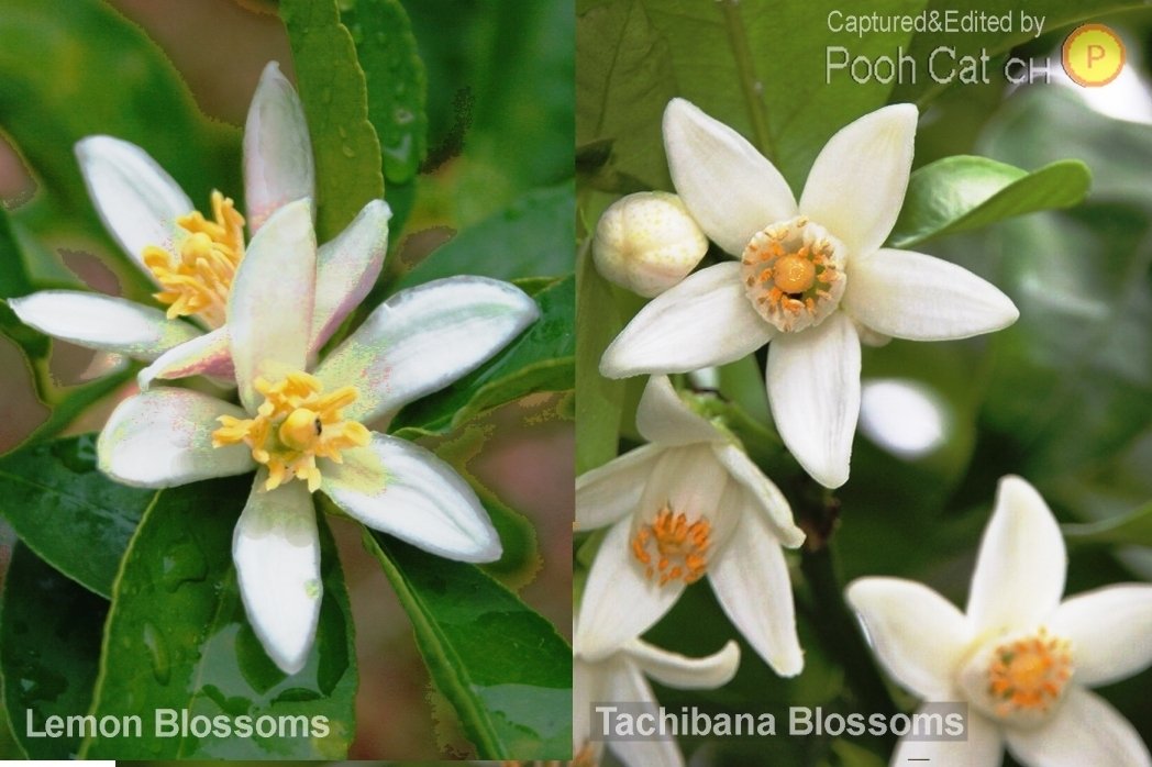 I can feel the scent of hope, on you… (#4)（あなたには 希望の 匂いがする…）｜The ...