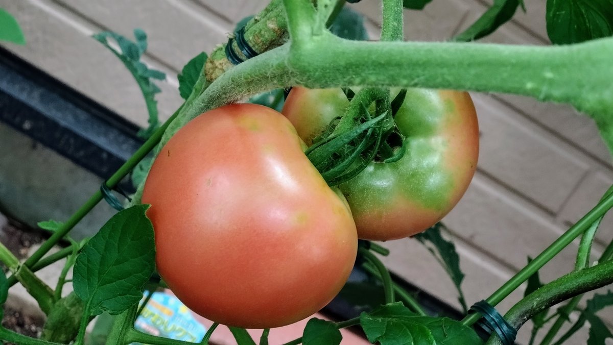 日記2025/07/19｜HRSD-note