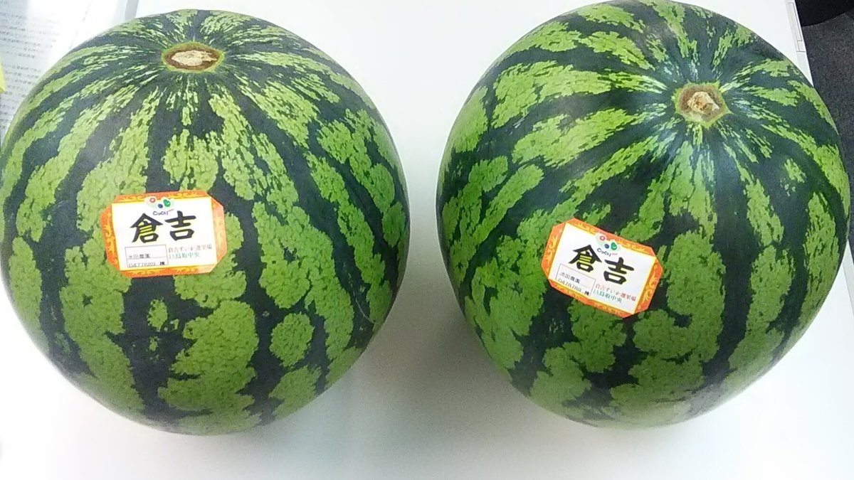 一本どっこの宮さんからの贈り物｜JRDB 競馬アラカルト