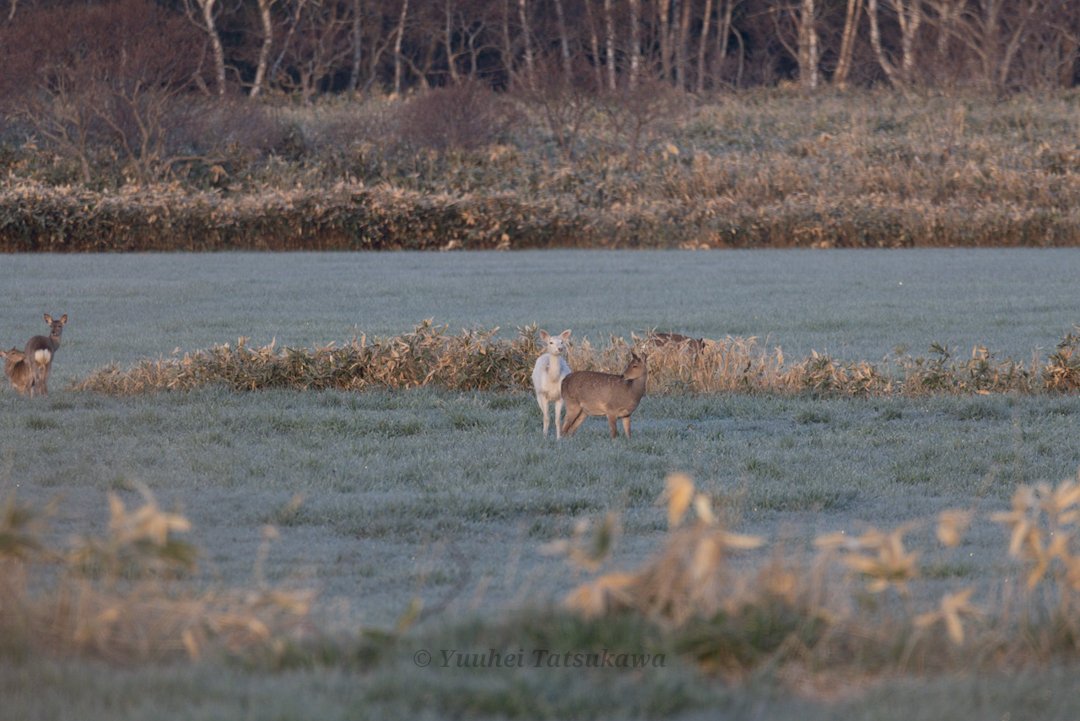 「白い月と、白いシカ再会、そして新たな出会い」｜龍川 悠平/Yuuhei Tatsukawa
