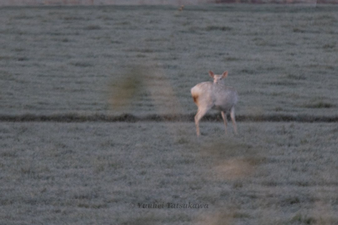 「白い月と、白いシカ再会、そして新たな出会い」｜龍川 悠平/Yuuhei Tatsukawa