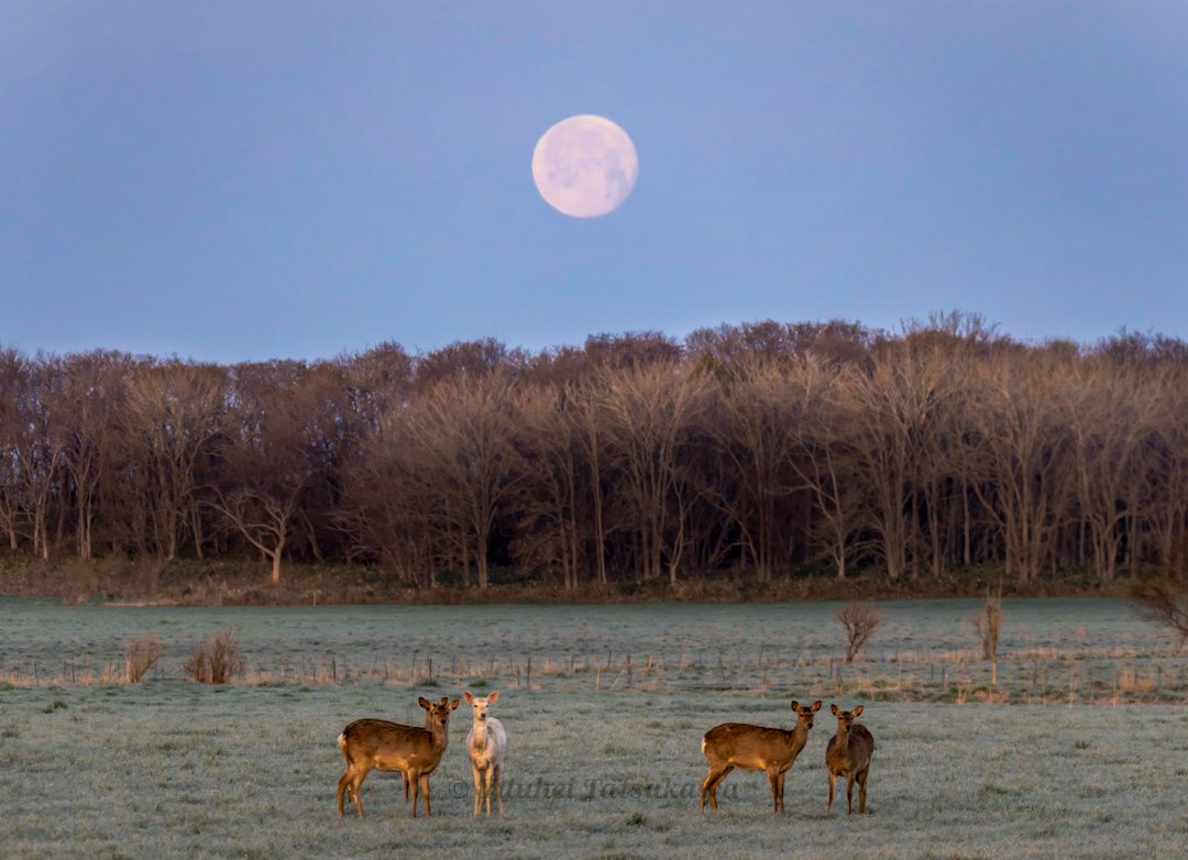「白い月と、白いシカ再会、そして新たな出会い」｜龍川 悠平/Yuuhei Tatsukawa
