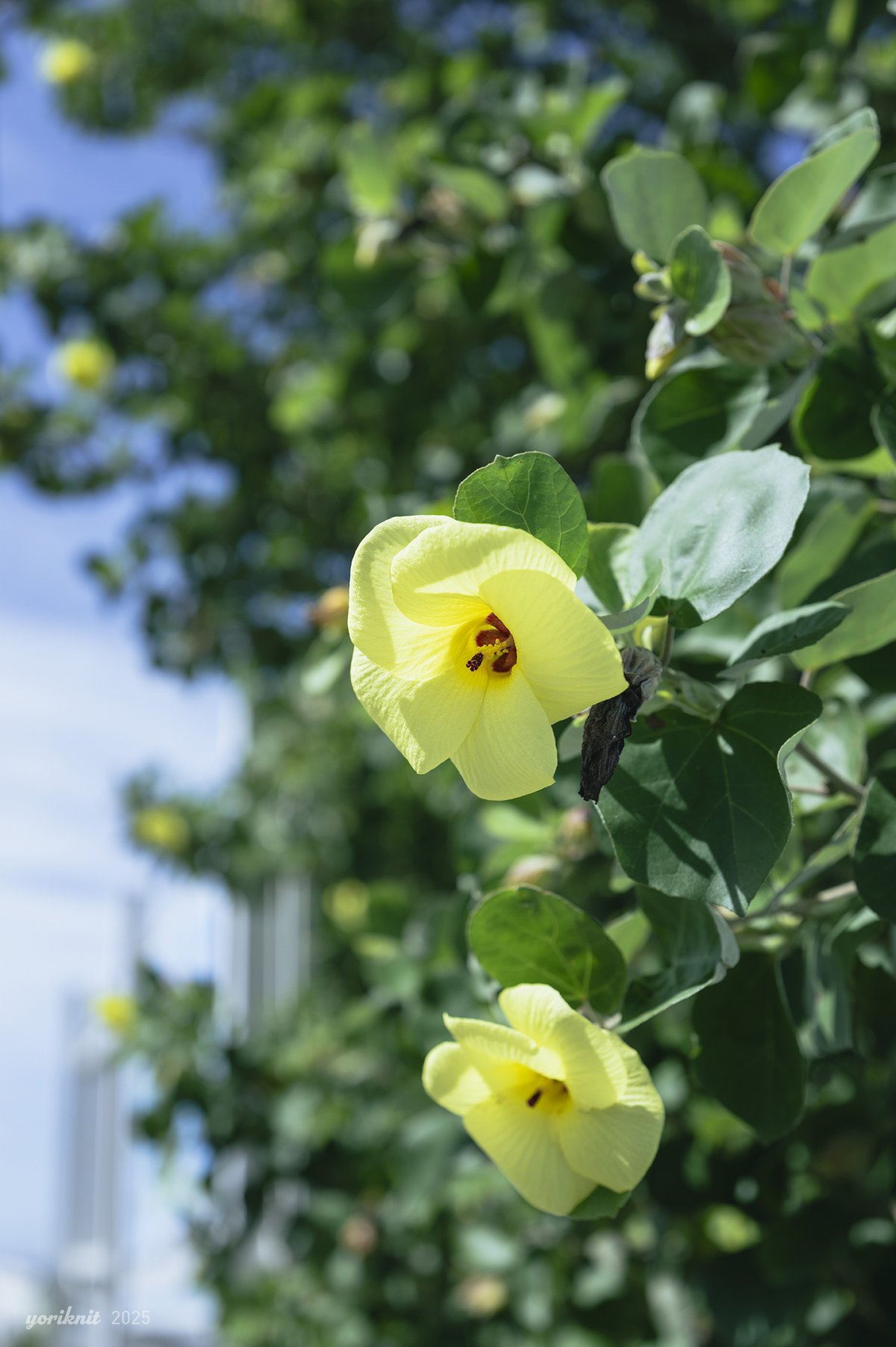 夏の色。 ｜ Leica Q3 43｜yoriknit