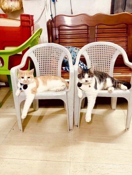 🐾×10みんなで大喜利🐈🐾｜rira