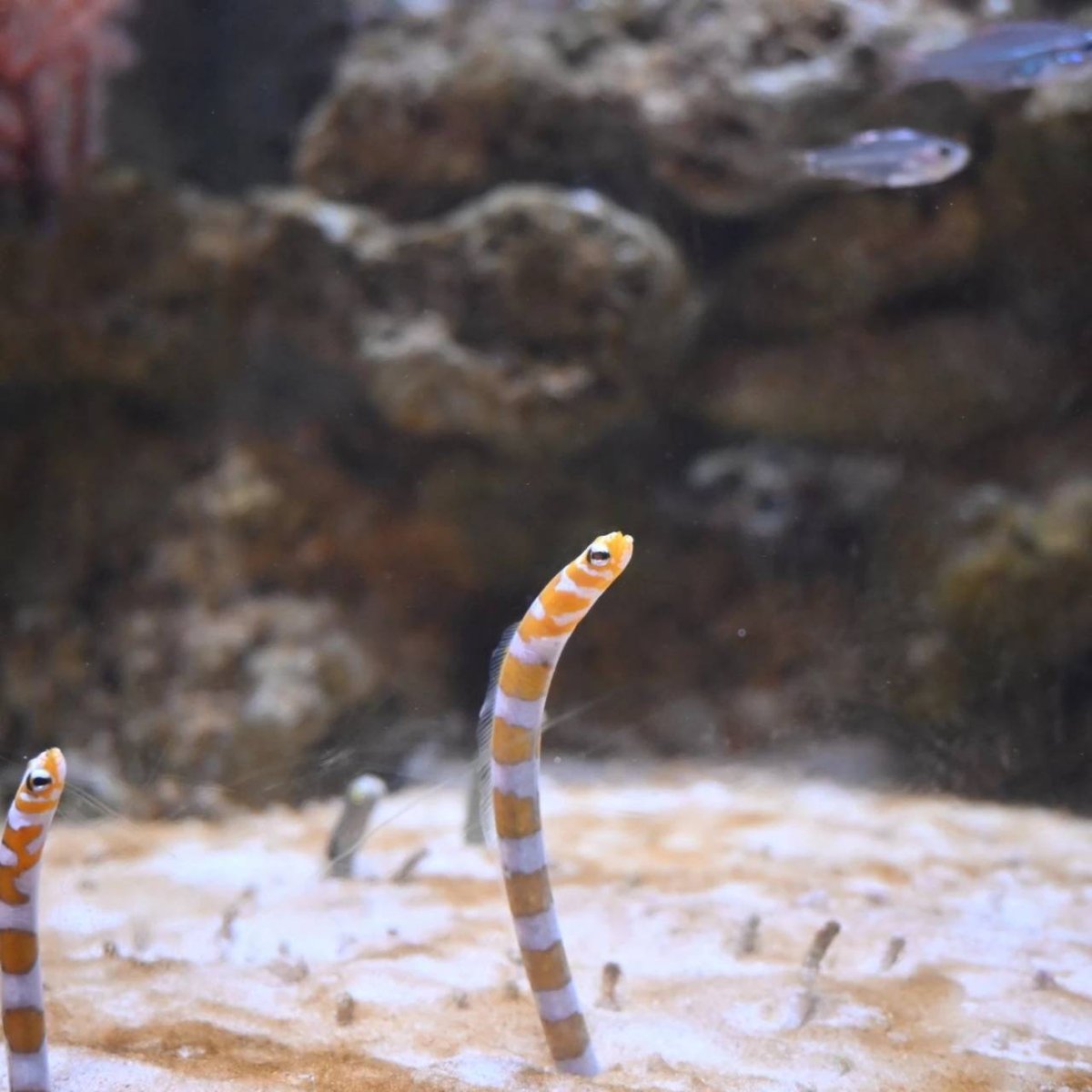 雨の日も楽しい！板橋区立熱帯環境植物館で家族と癒しのひととき｜peaseのおすそわけ ～趣味と探求～