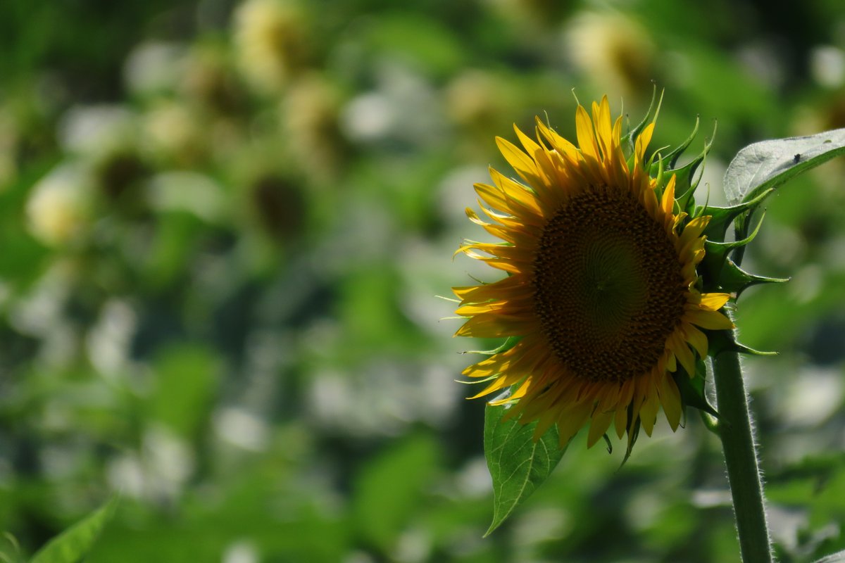 やっぱりヒマワリ｜HRSD-note