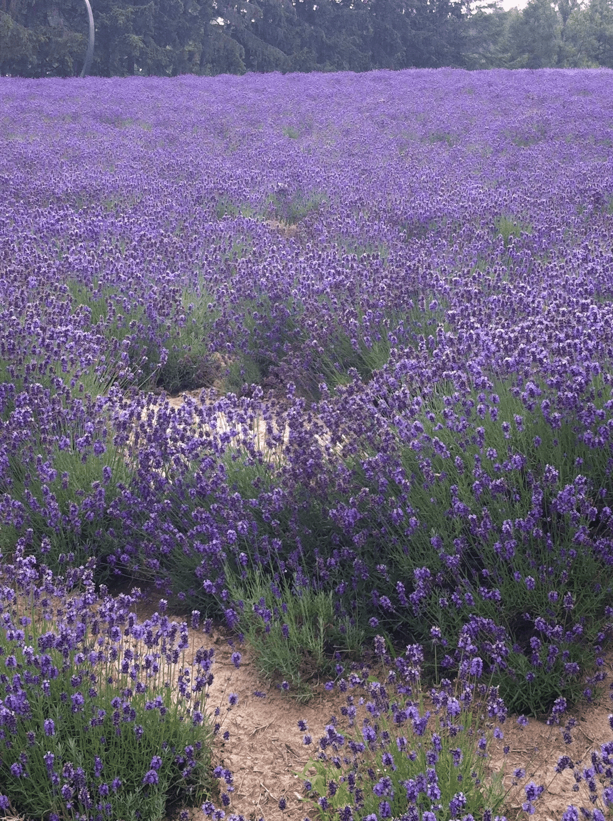 Vivid Fields of Lavender – English Translation（色鮮やかなラベンダーの畑）｜BitBeans