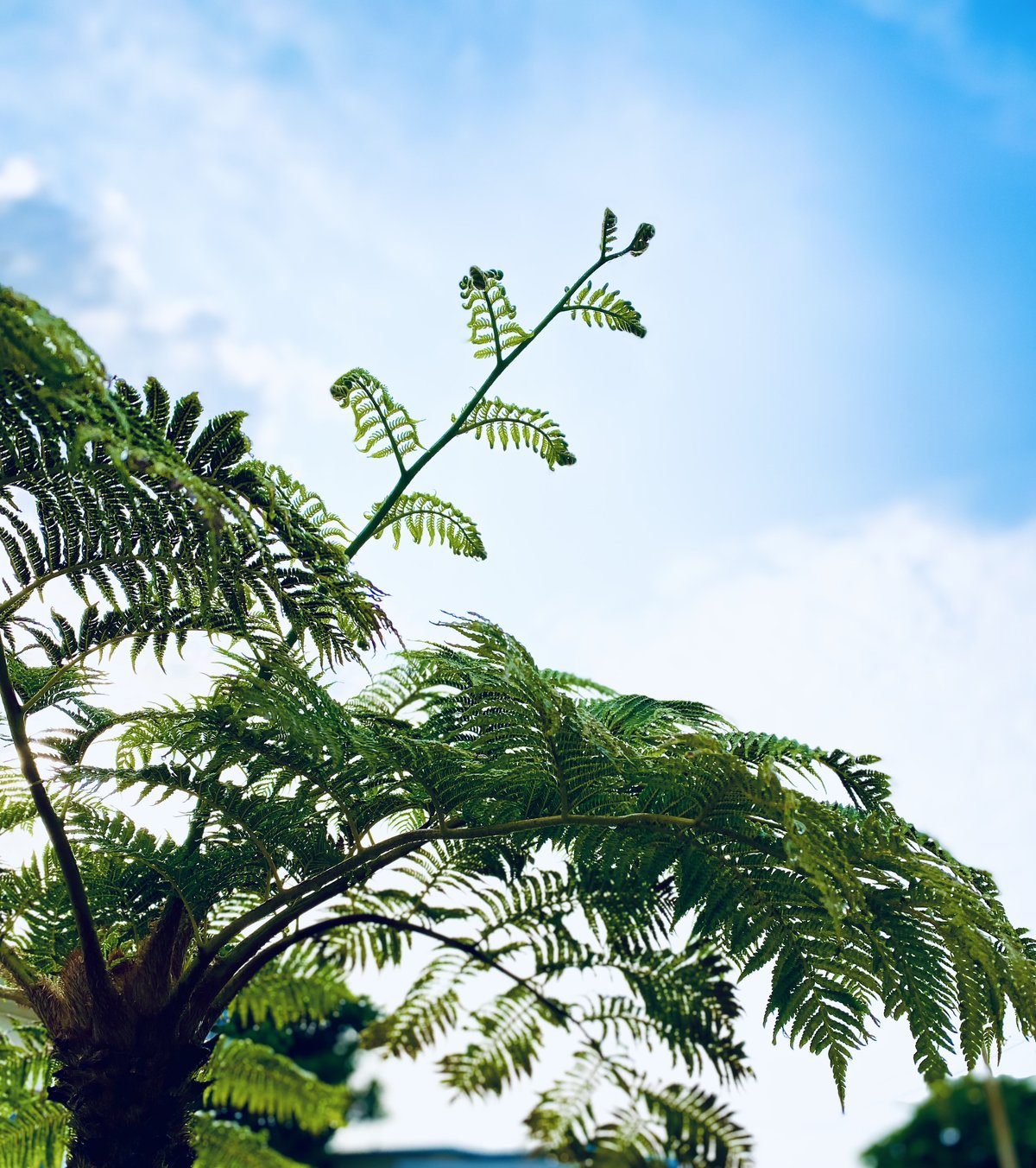 植物が教えてくれること｜CLAIR archi lab