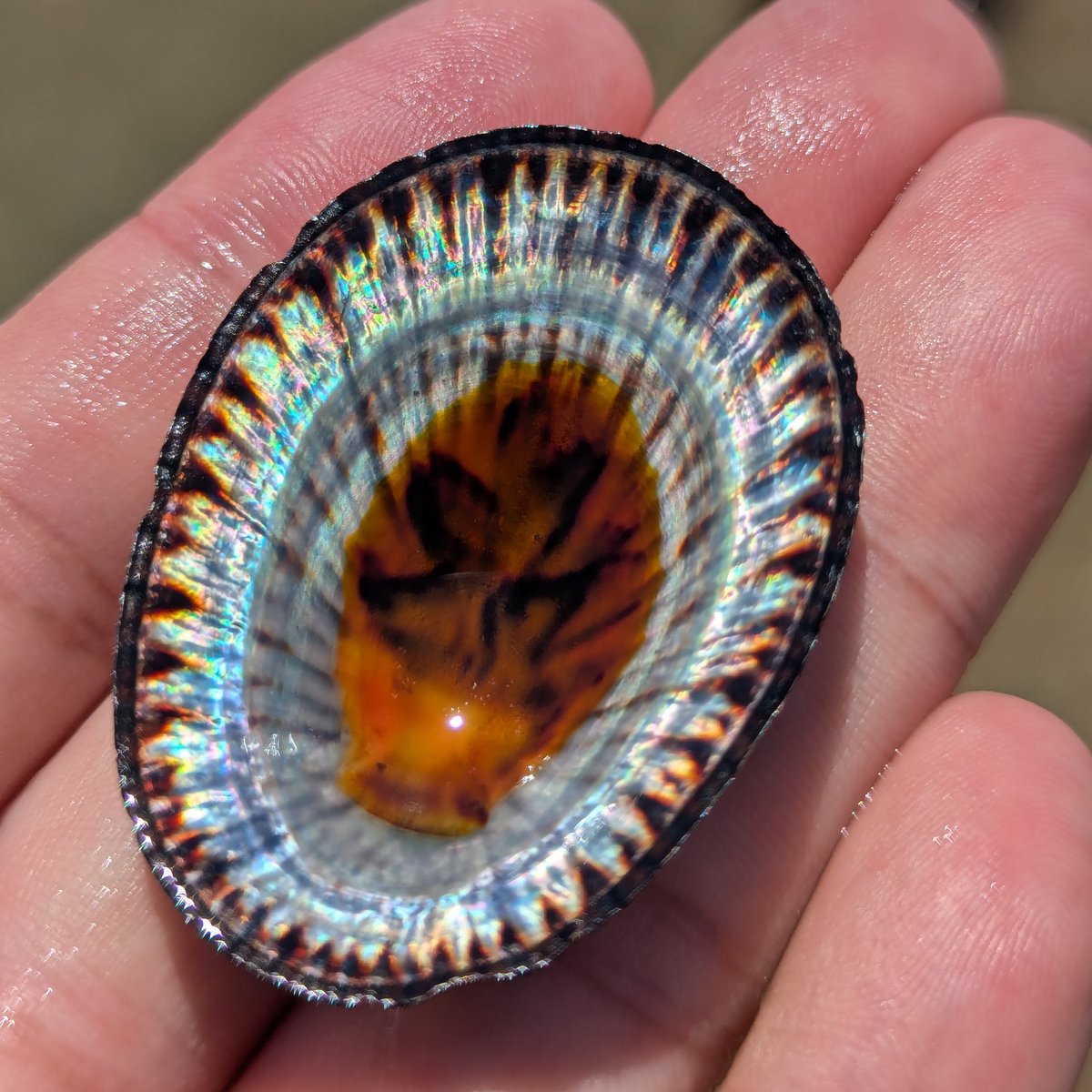 貝の内側の構造色｜Daiju Azuma