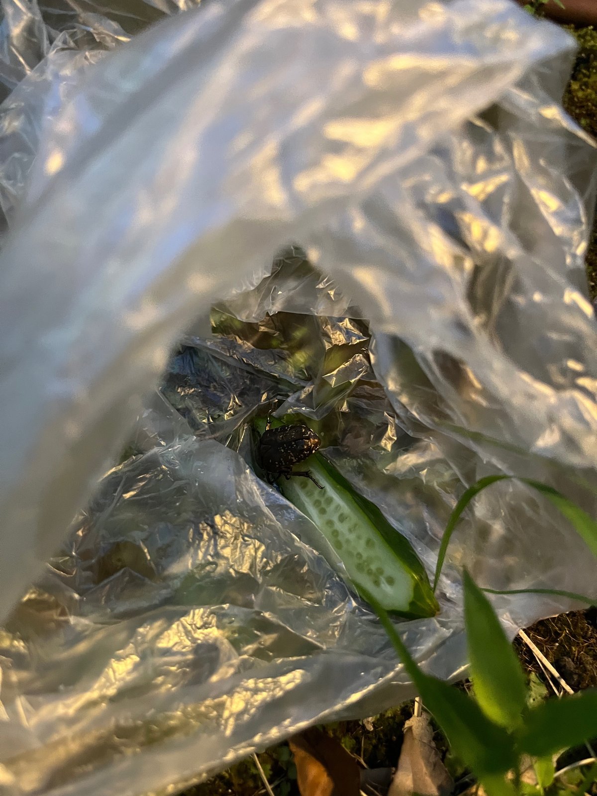 ひっくり返ったカナブンに、できること｜月島EHON Dreamer