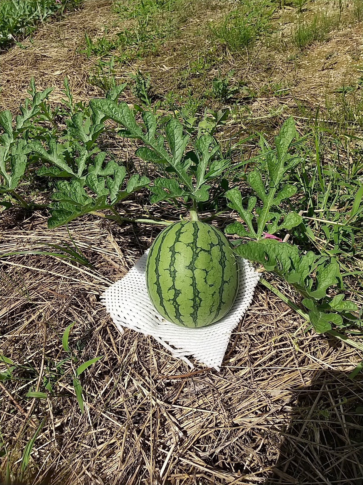 ホントなのか温暖化｜David-junde